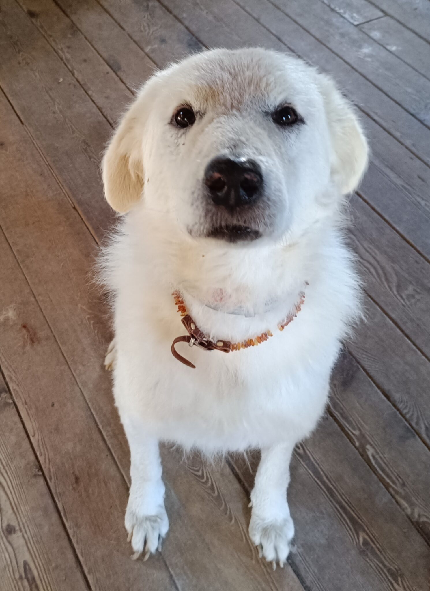 Galleria Wolfchorus - Animal Communication Italia