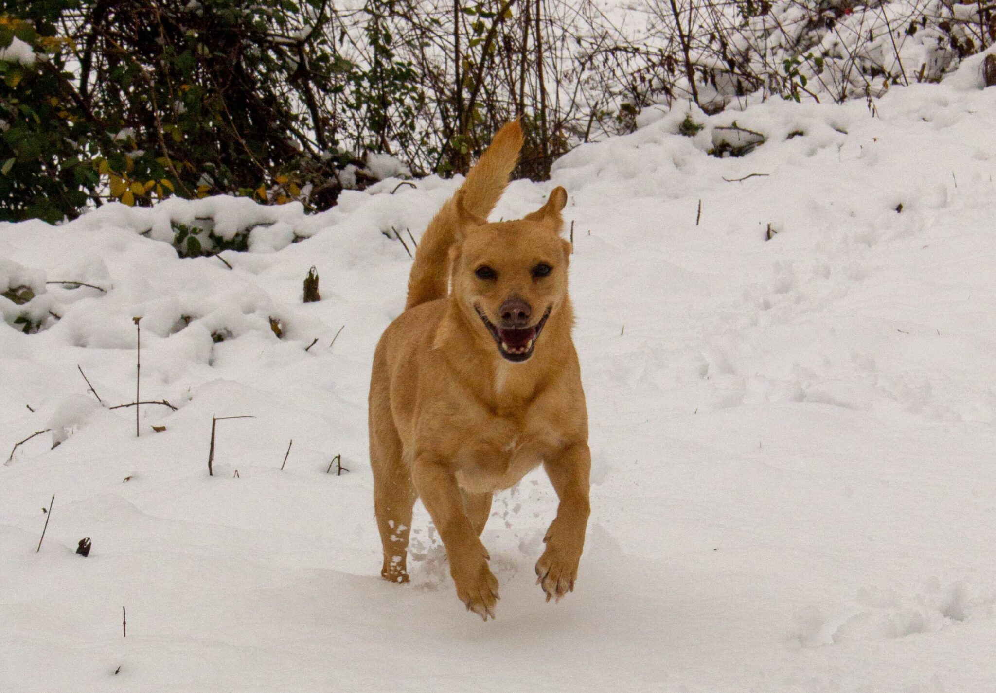Galleria Wolfchorus - Animal Communication Italia